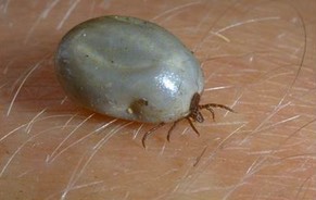 Les parasites du chien | CLINIQUE VETERINAIRE SEINE AUSTREBERTHE ...